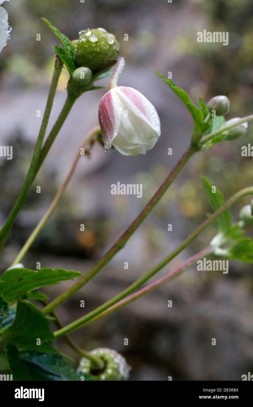 Chinese or Japanese anemone (Anemone hupehensis), invasive plant in ...