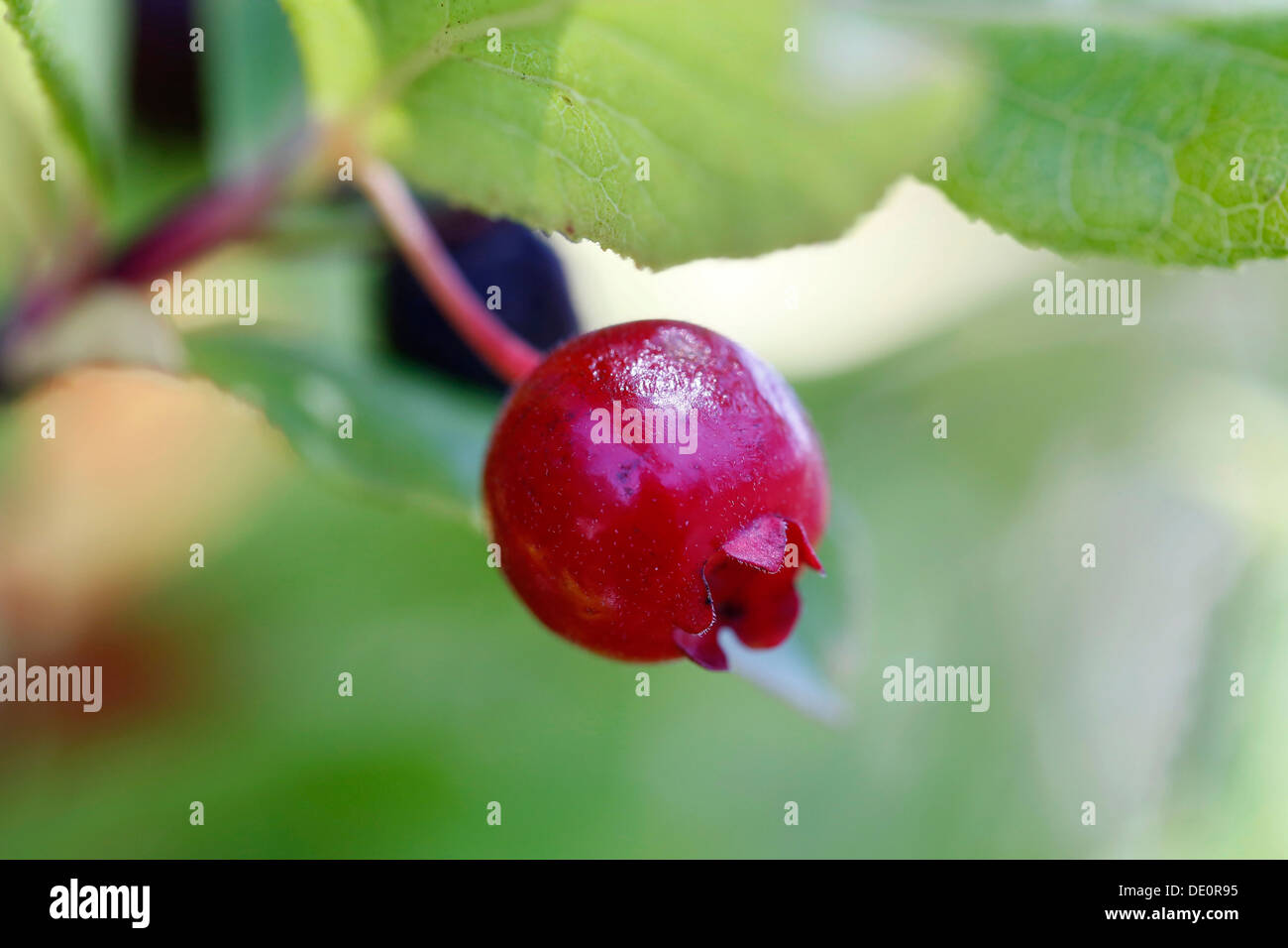 Ohelo berries hi-res stock photography and images - Alamy