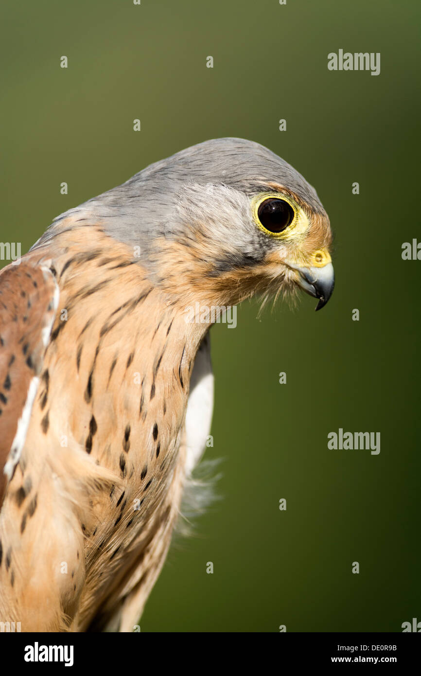 Male captive bird hi-res stock photography and images - Alamy
