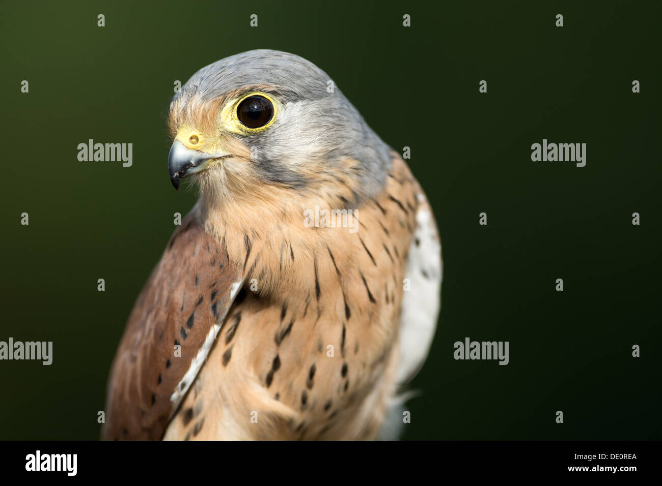 Kestrel bird hi-res stock photography and images - Alamy