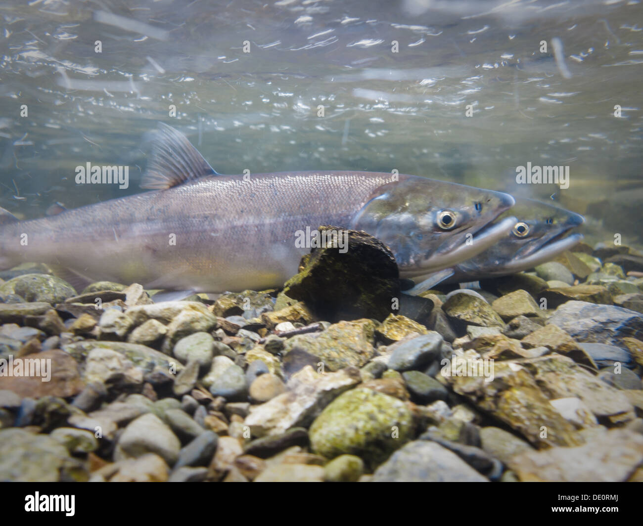 Salmon spawning habitat hi-res stock photography and images - Alamy