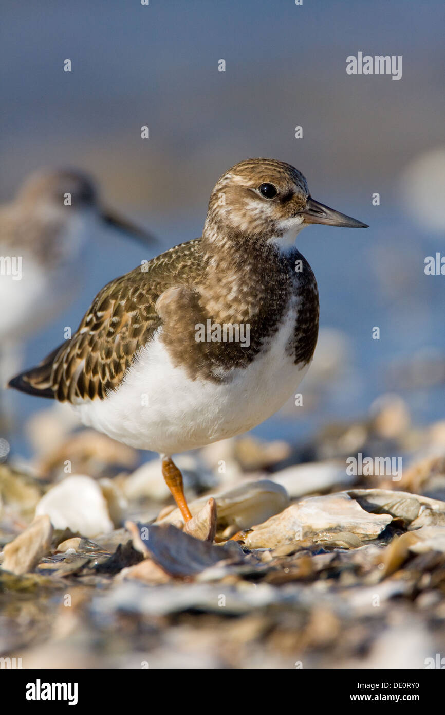 Ruddy turnstone birds hi-res stock photography and images - Alamy