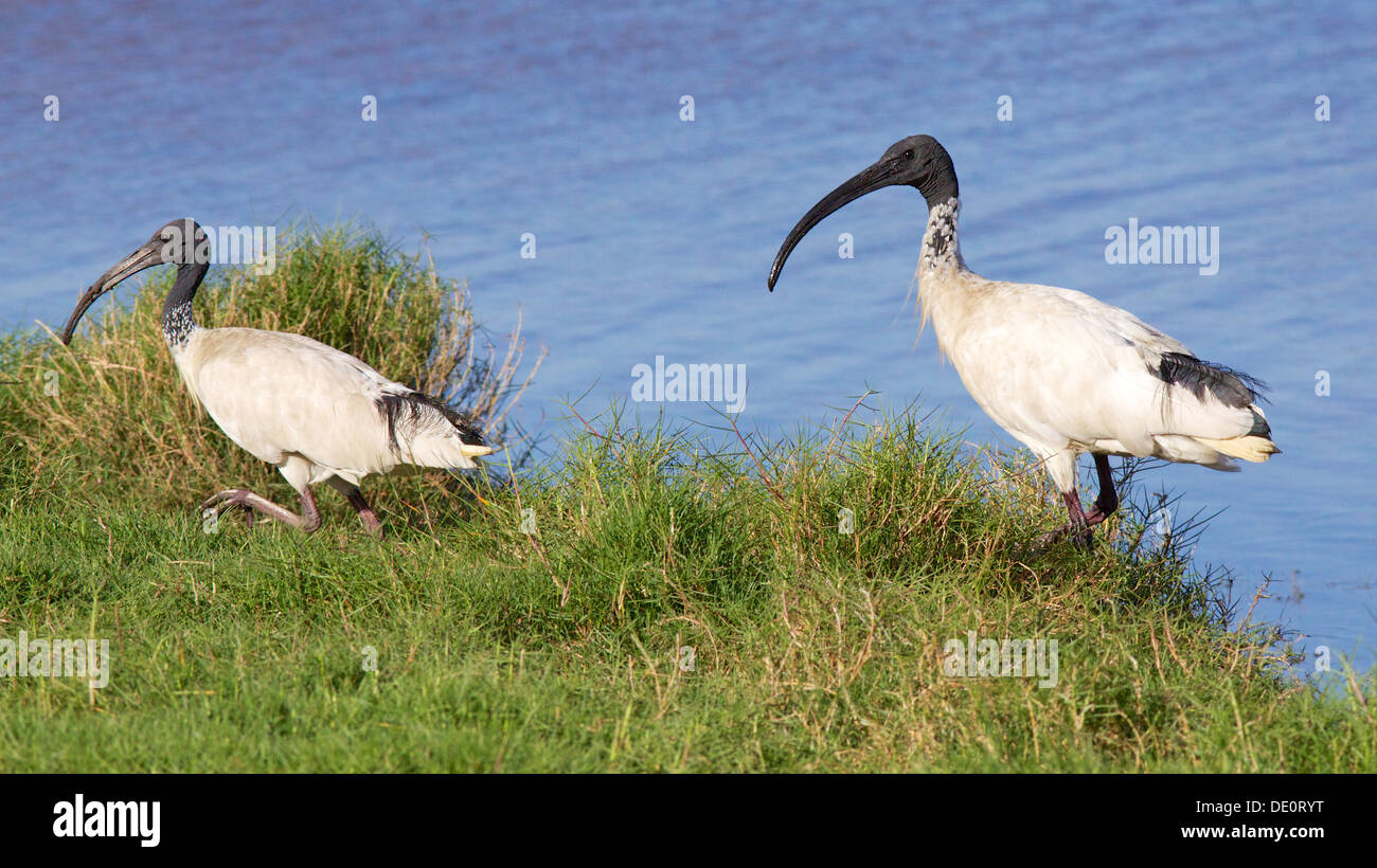 The Australian White Ibis (Threskiornis moluccus), is a wading bird of ...