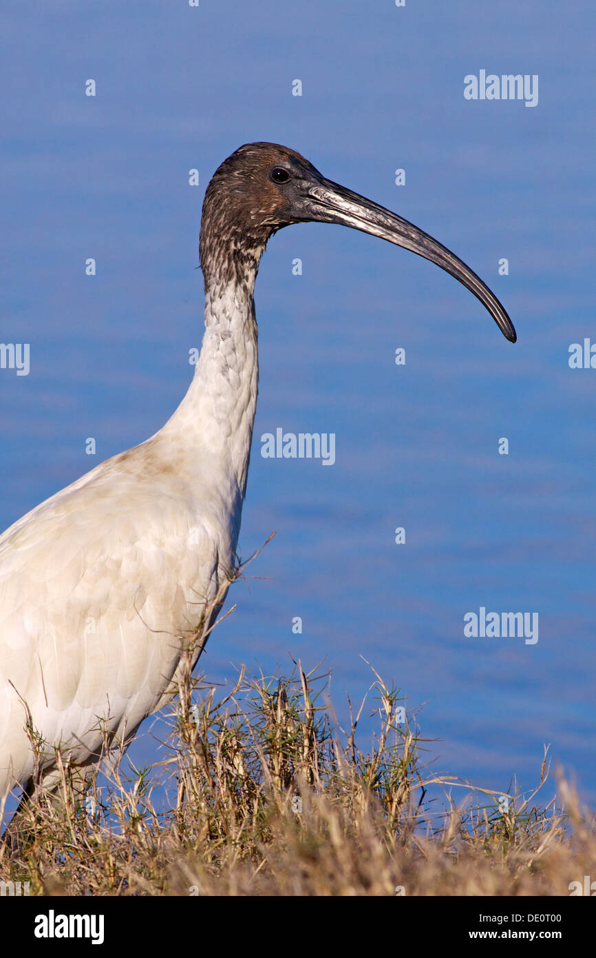 The Australian White Ibis (Threskiornis moluccus), is a wading bird of ...