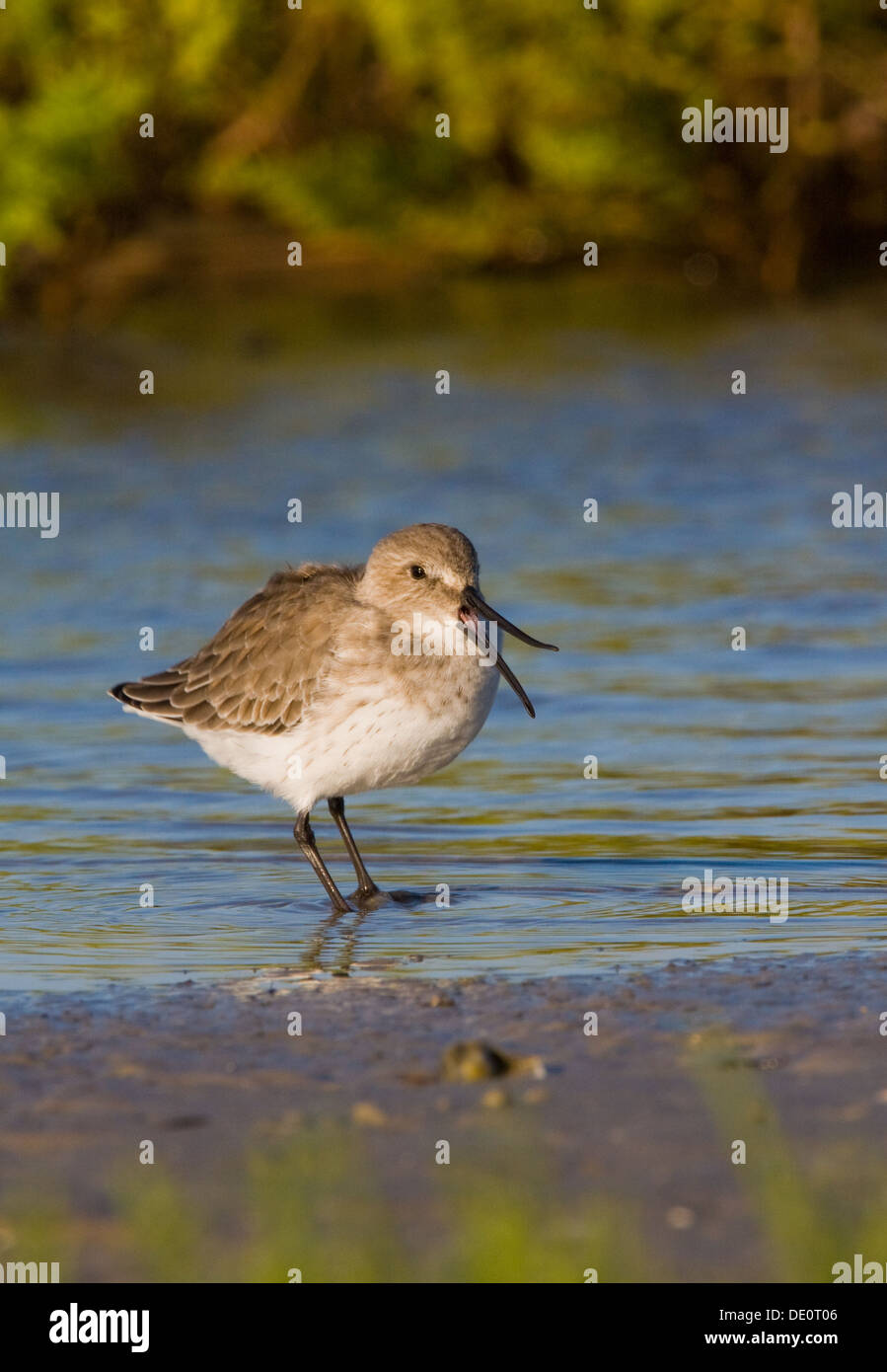 Dunlin,feeding,resting and flying in the South Carolina lowcountry ...