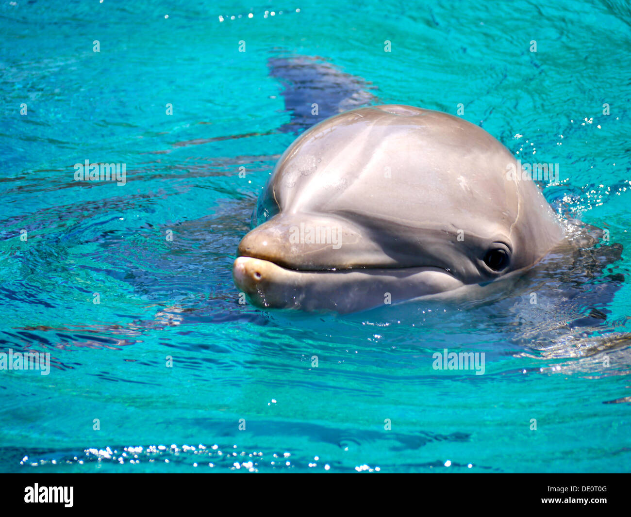 Dolphin water hi-res stock photography and images - Alamy