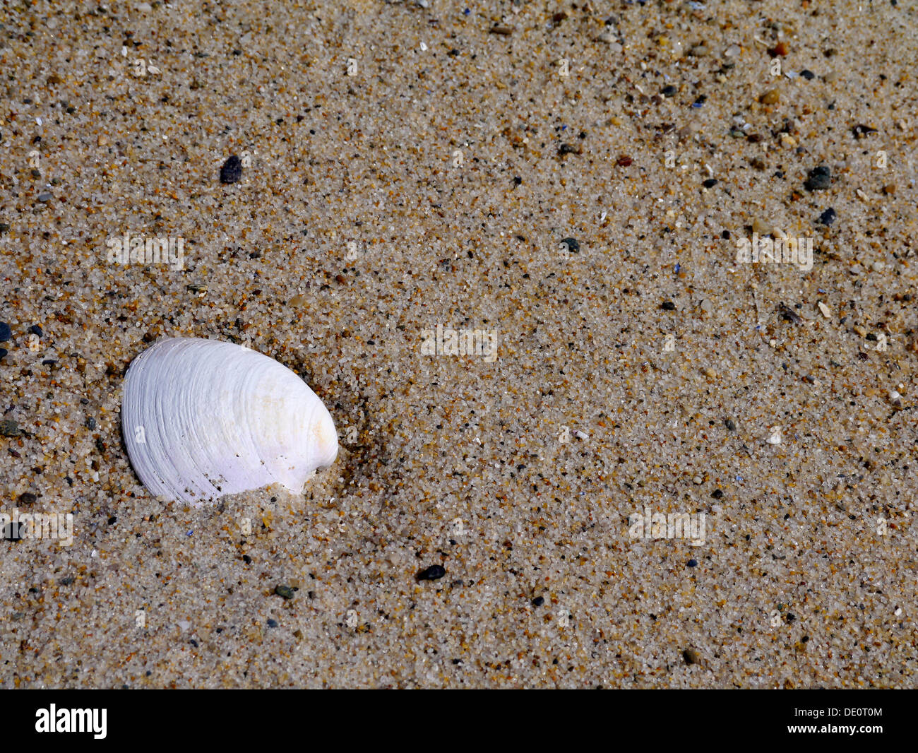 Shell on the beach Stock Photo - Alamy