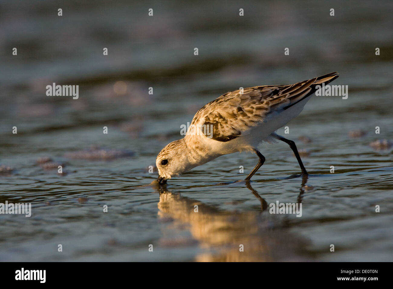 Sandering feeding in surf Stock Photo - Alamy