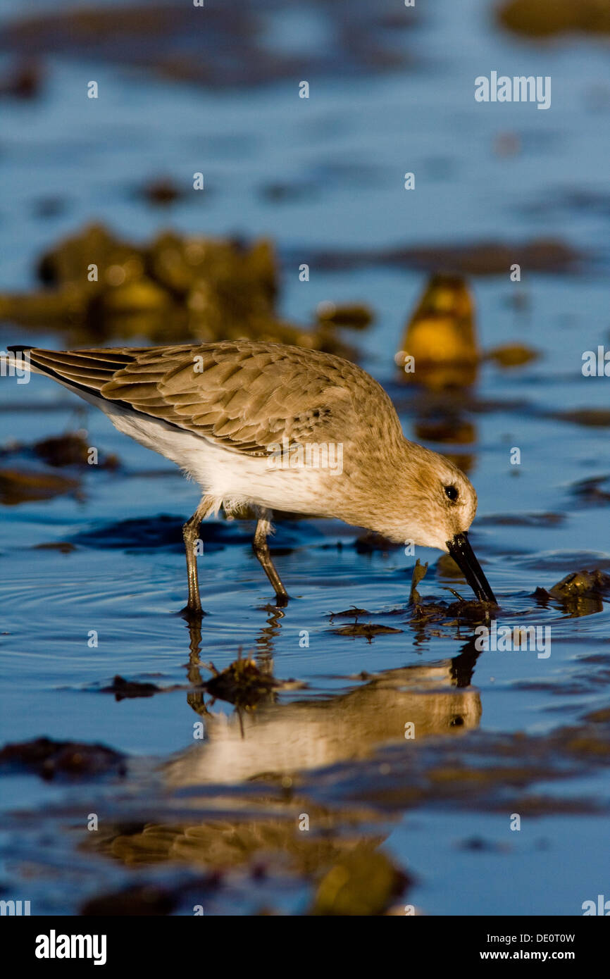 Dunlin,feeding,resting and flying in the South Carolina lowcountry ...