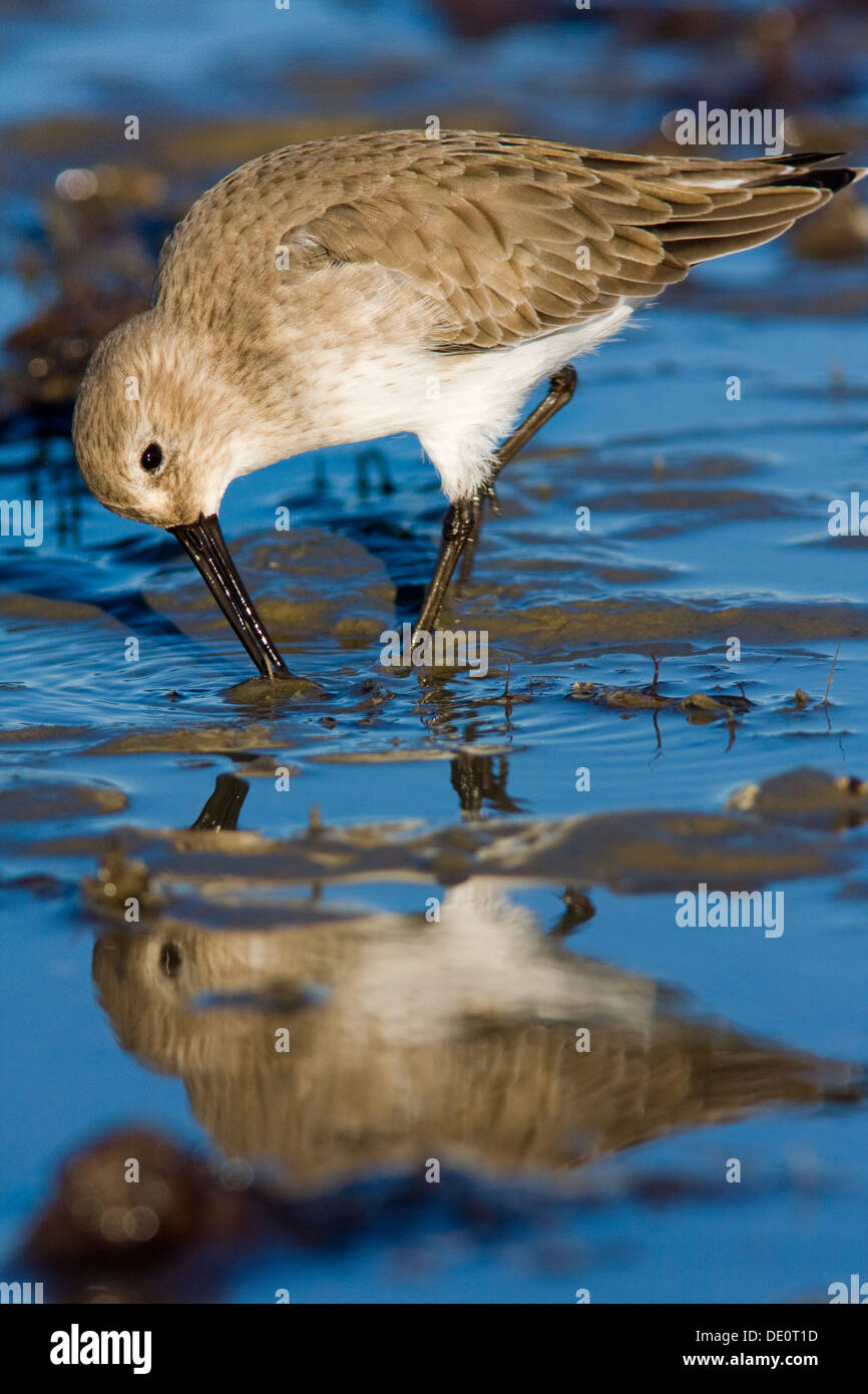 Dunlin,feeding,resting and flying in the South Carolina lowcountry ...