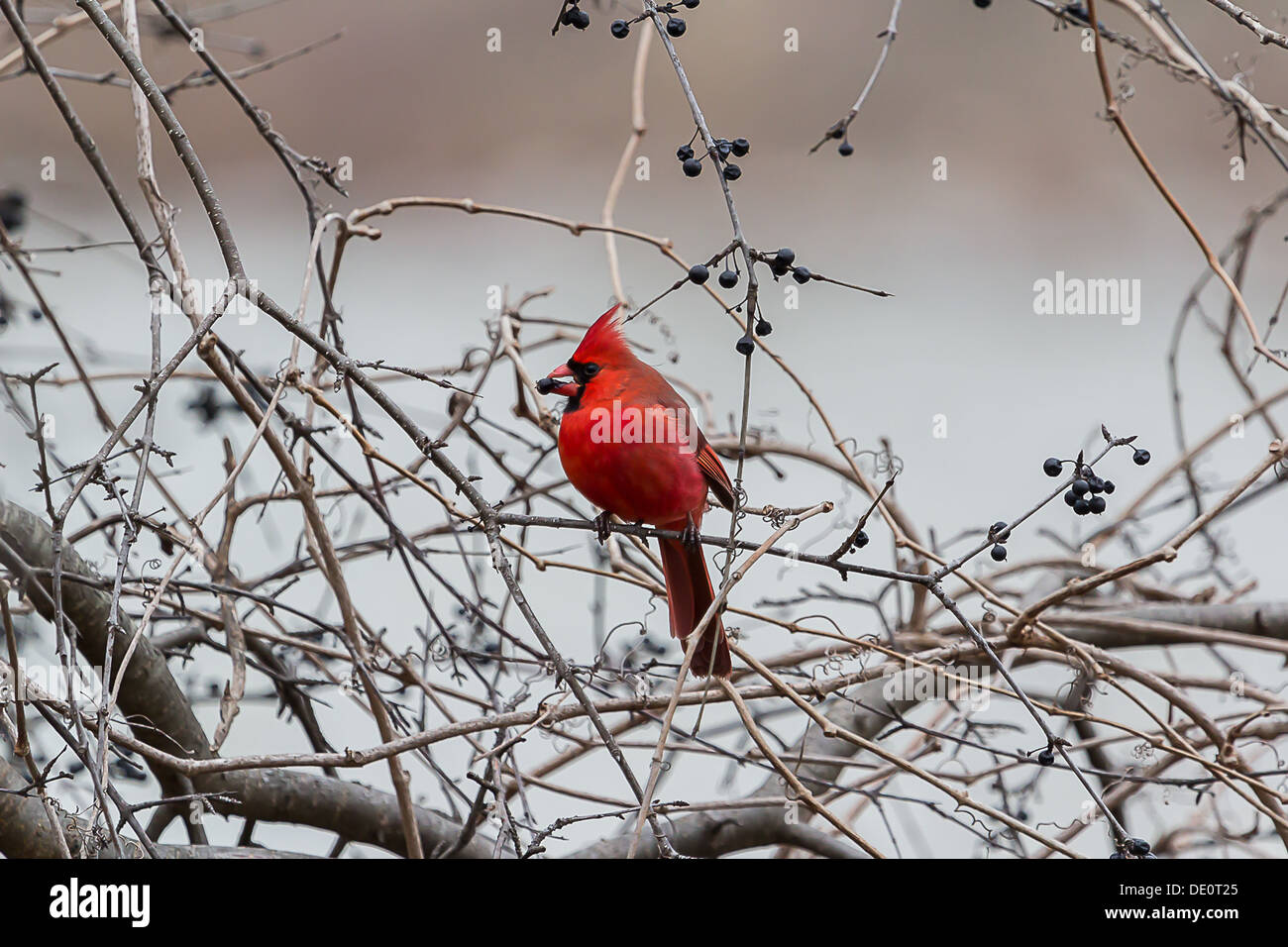 Northern cardinal eating hi-res stock photography and images - Alamy