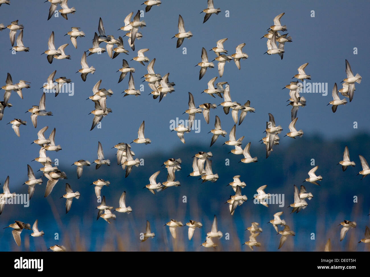 Dunlin,feeding,resting and flying in the South Carolina lowcountry ...