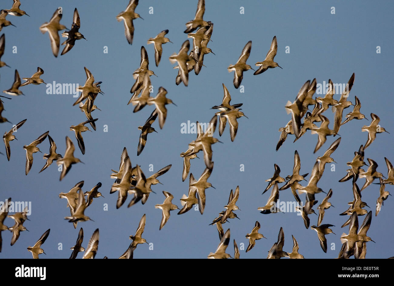 Dunlin,feeding,resting and flying in the South Carolina lowcountry ...