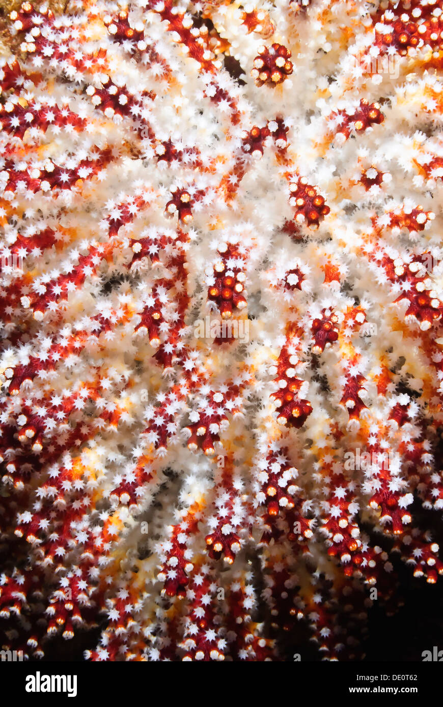Muricea coral hi-res stock photography and images - Alamy