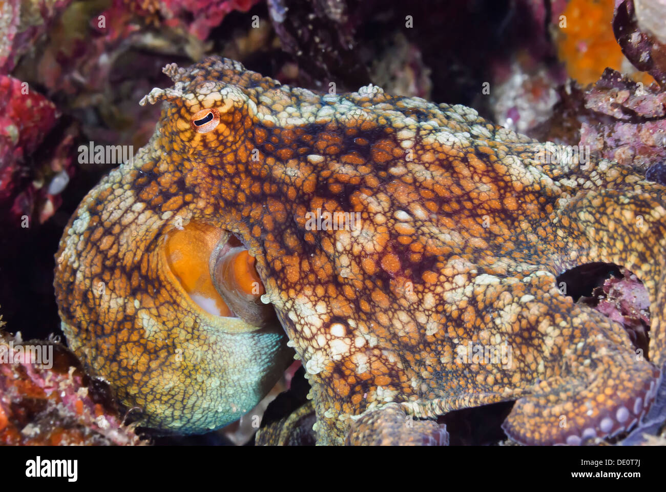 Veligero octopus, Octopus veligero, Sea of Cortez, Mexico, Pacific ...
