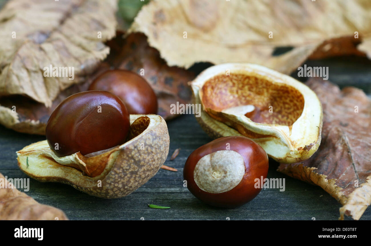 Buckeyes hi-res stock photography and images - Alamy