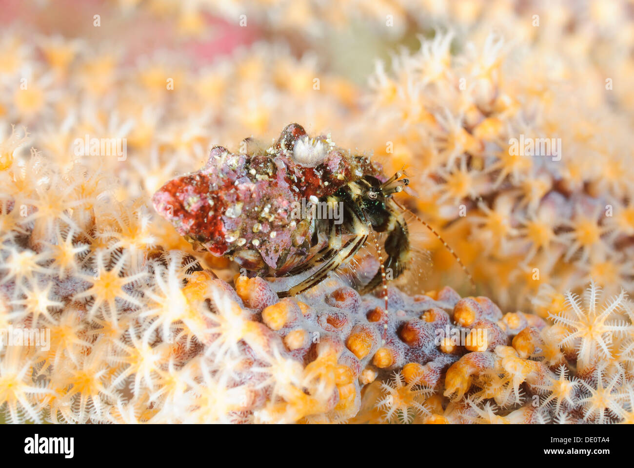 Hermit crab, Pagurus sp., on a Robust gorgonian, Muricea californica ...