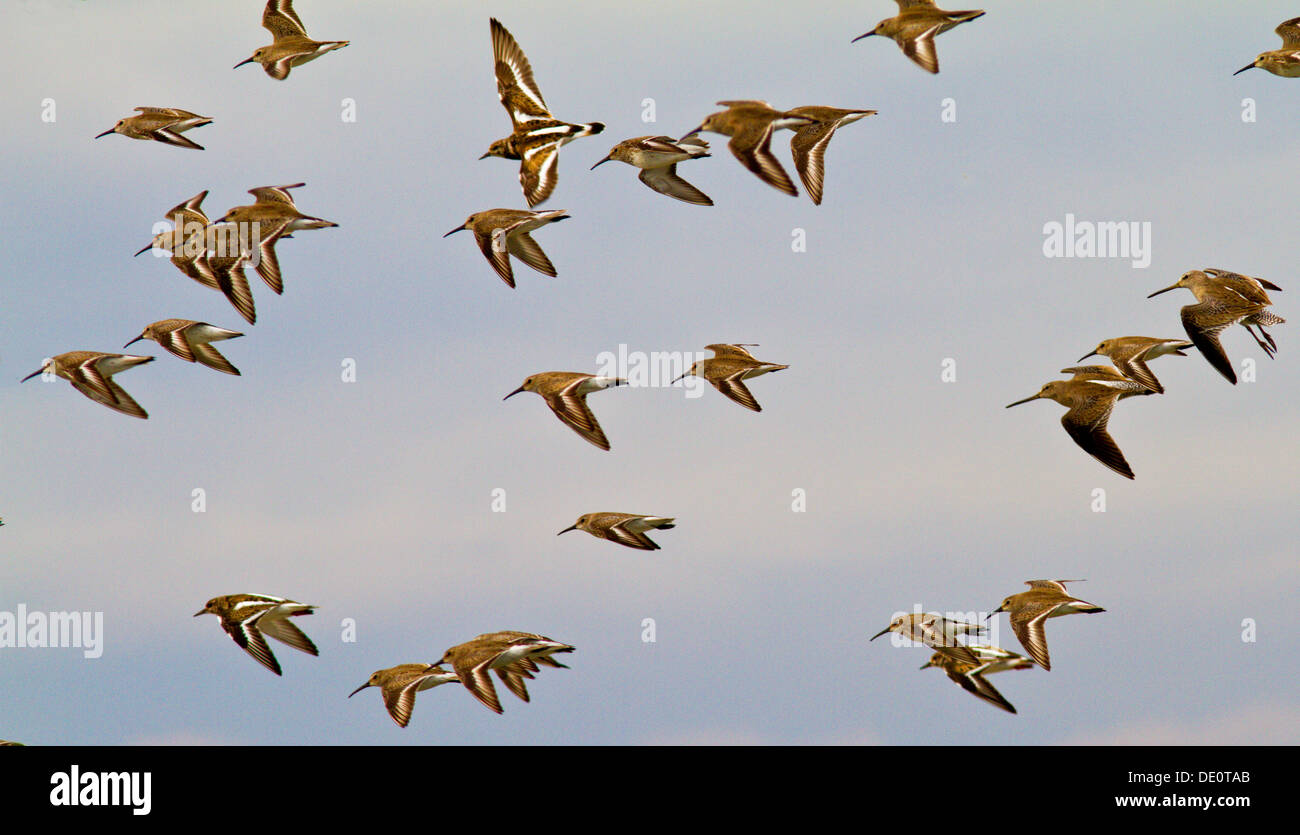 Dunlin,feeding,resting and flying in the South Carolina lowcountry ...