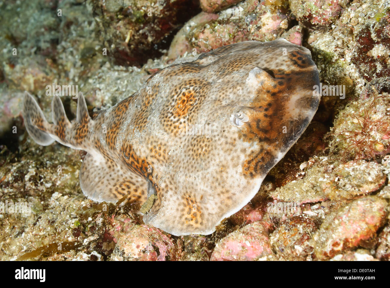 Narcinidae hi-res stock photography and images - Alamy