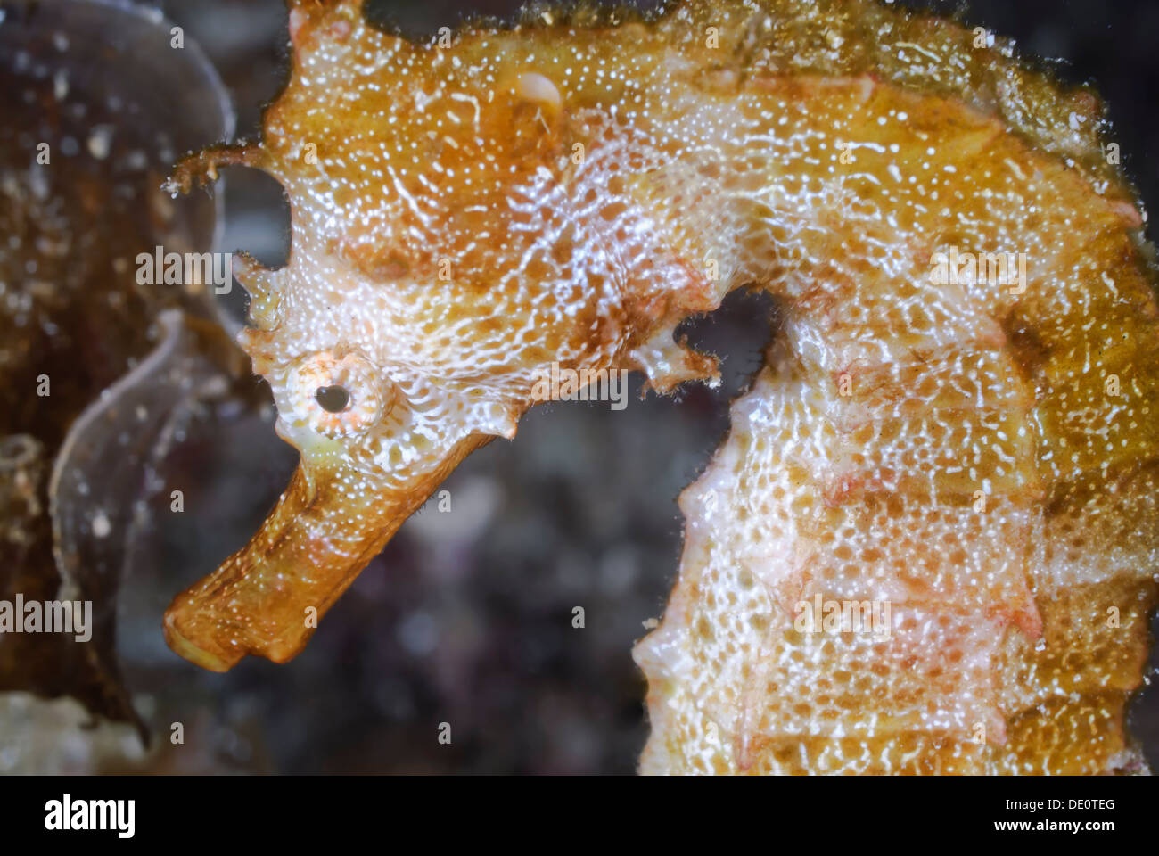 Pacific seahorse, Hippocampus ingens, Sea of Cortez, Mexico, Pacific ...