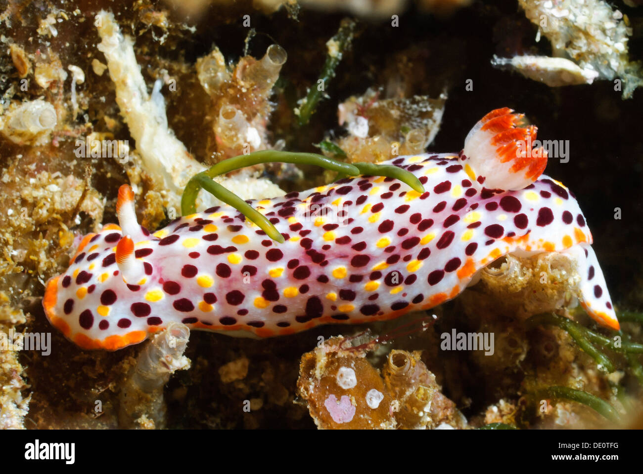 Spotted sea slug hi-res stock photography and images - Alamy