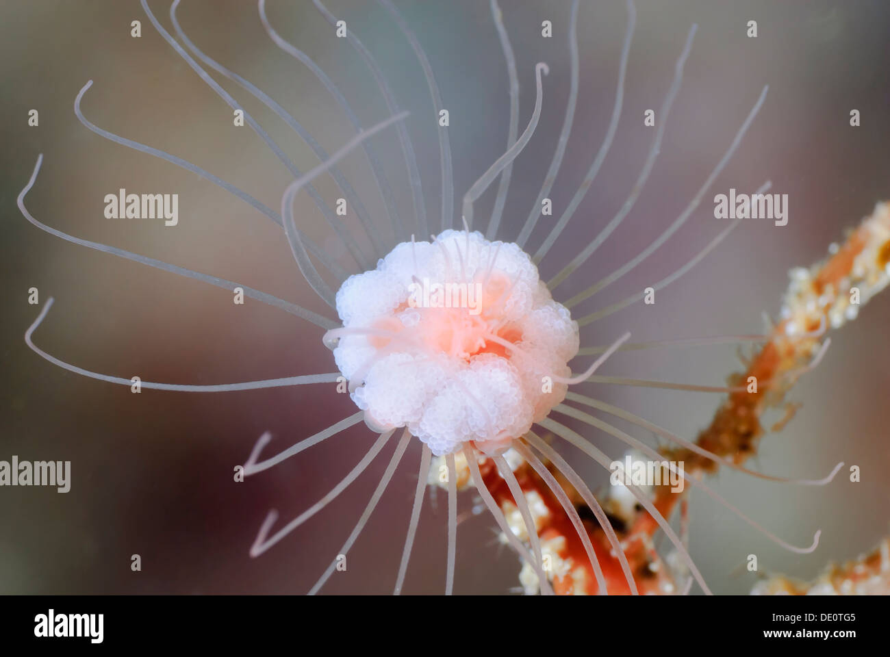 Solitary hydroid, Corymorpha sp., Sea of Cortez, Mexico, Pacific Stock ...