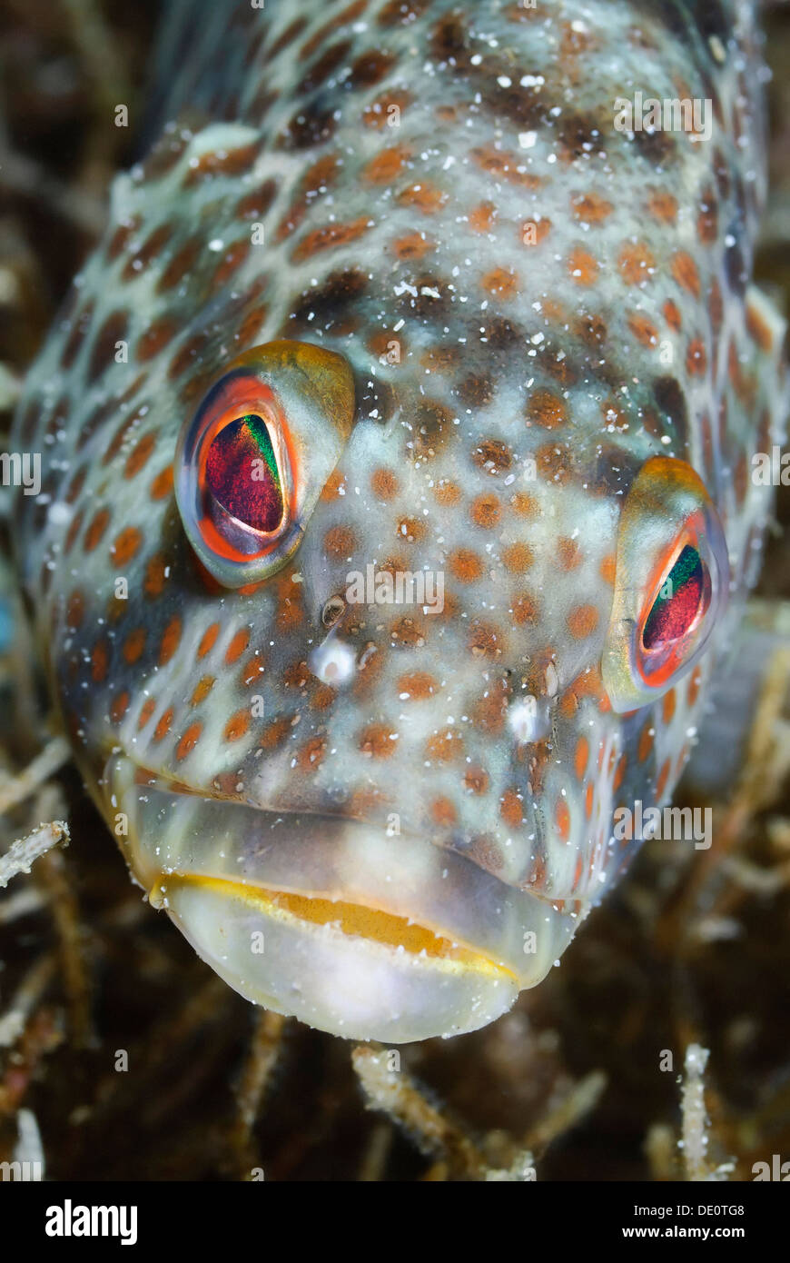 Spotted sand bass, Paralabrax maculatofasciatus, Sea of Cortez, Mexico ...