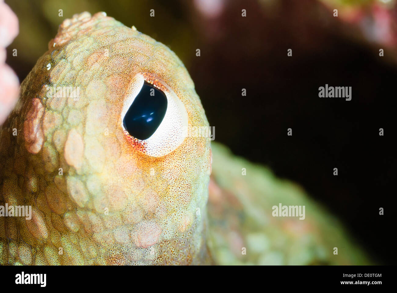 Veligero octopus eye, Octopus veligero, Sea of Cortez, Mexico, Pacific ...