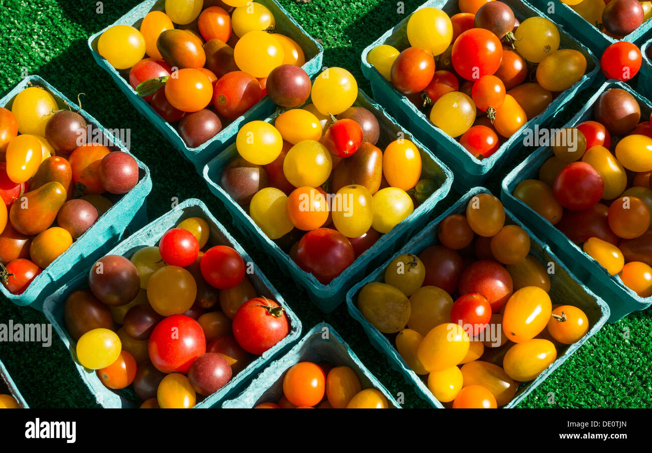 Small multicolored tomatoes Stock Photo - Alamy