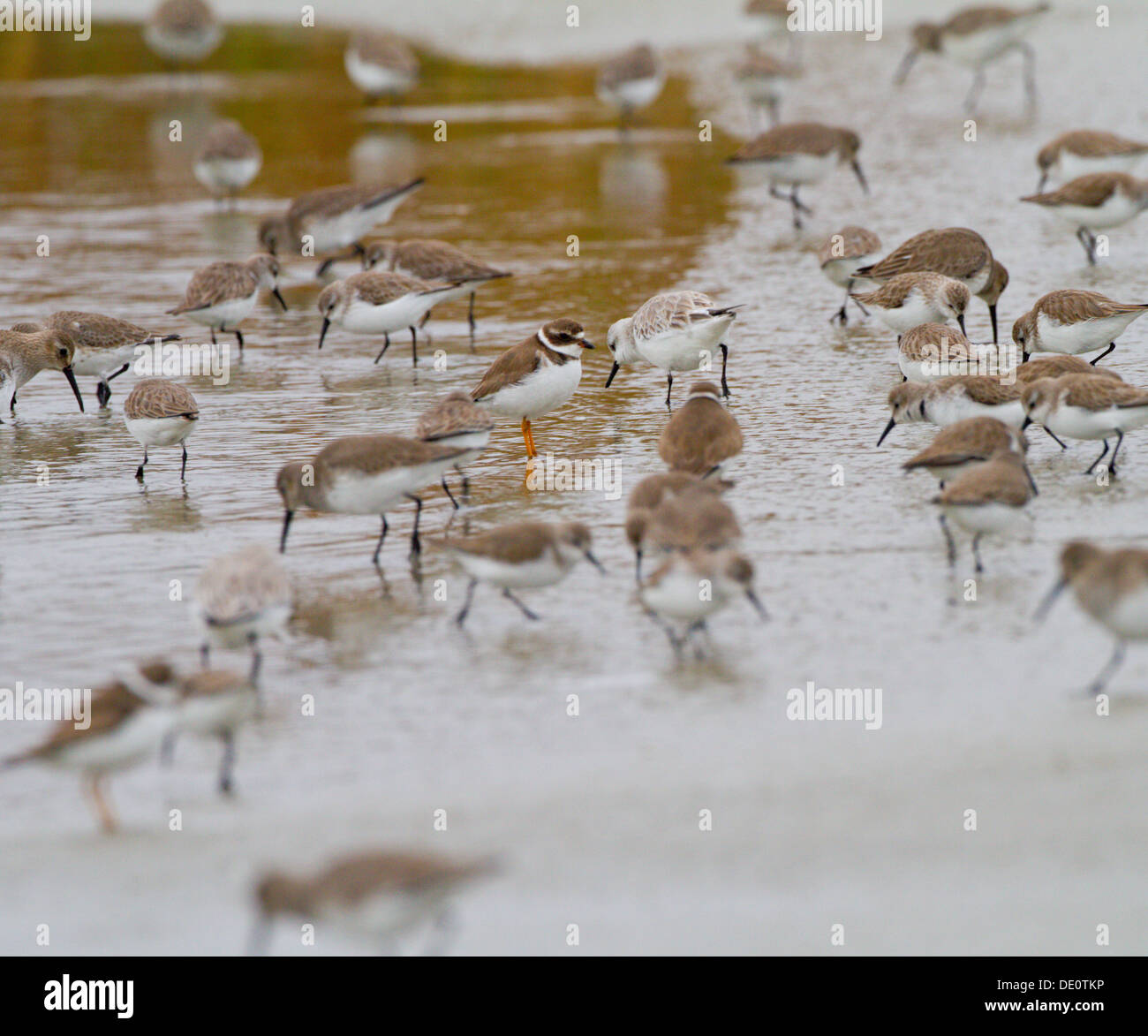Semi palmatted plover @ harbor island with other shorebirds hi-res ...