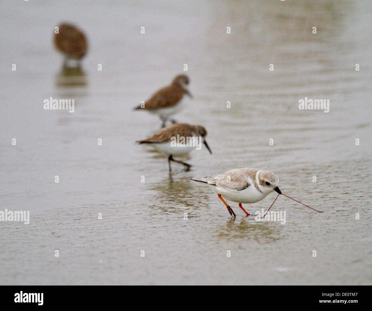 Piping Plover feeding on sandbar Stock Photo - Alamy