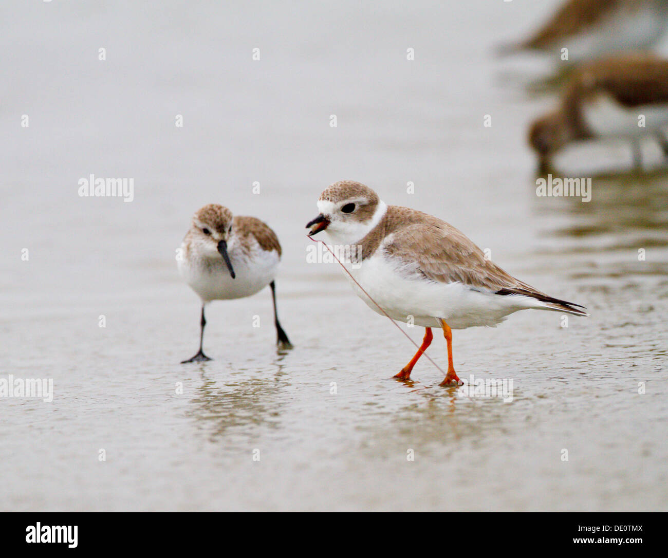 Piping plover feeding on sandbar hi-res stock photography and images ...