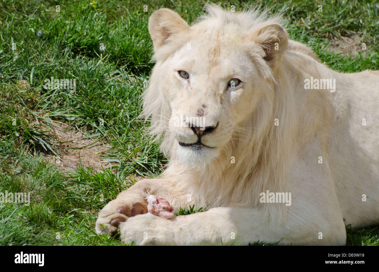White Lion Grabbing Lunch Stock Photo - Alamy