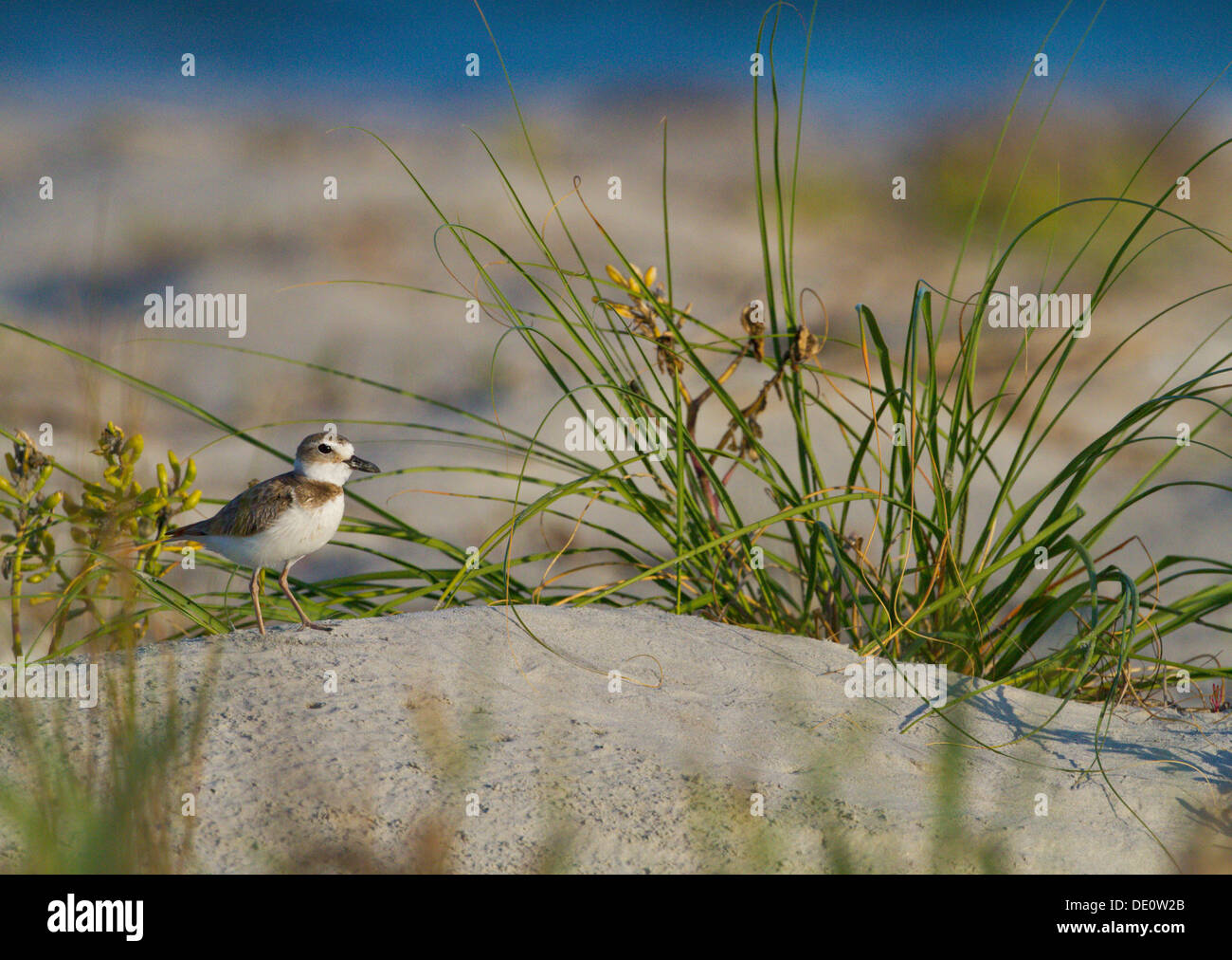 Wilson's Plover in the sand dune breeding grounds of South Carolina ...