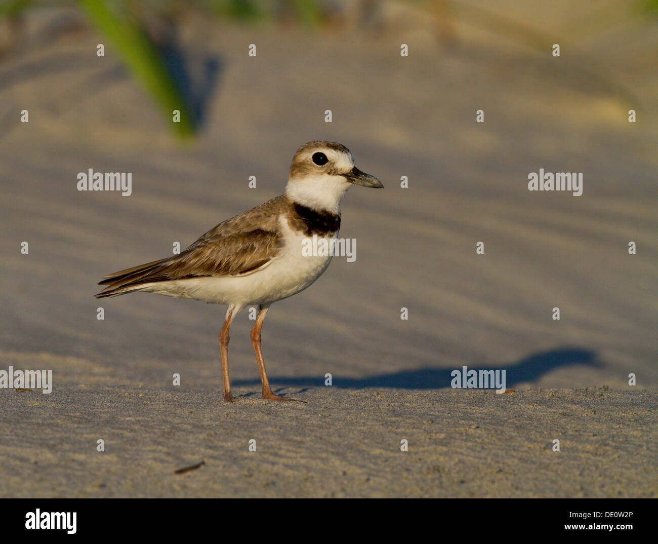 Wilson's Plover in the sand dune breeding grounds of South Carolina ...