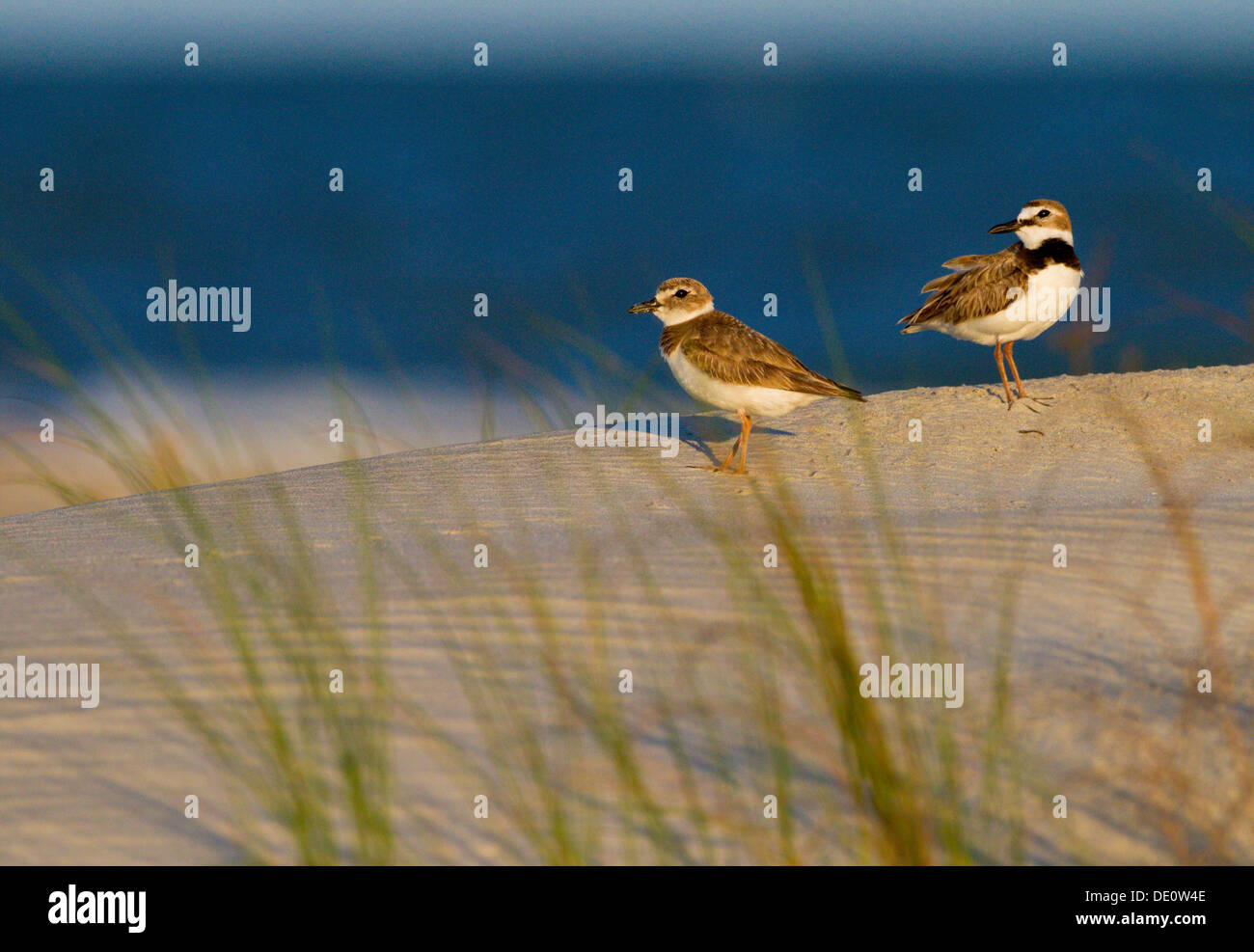 Wilson's Plover in the sand dune breeding grounds of South Carolina ...