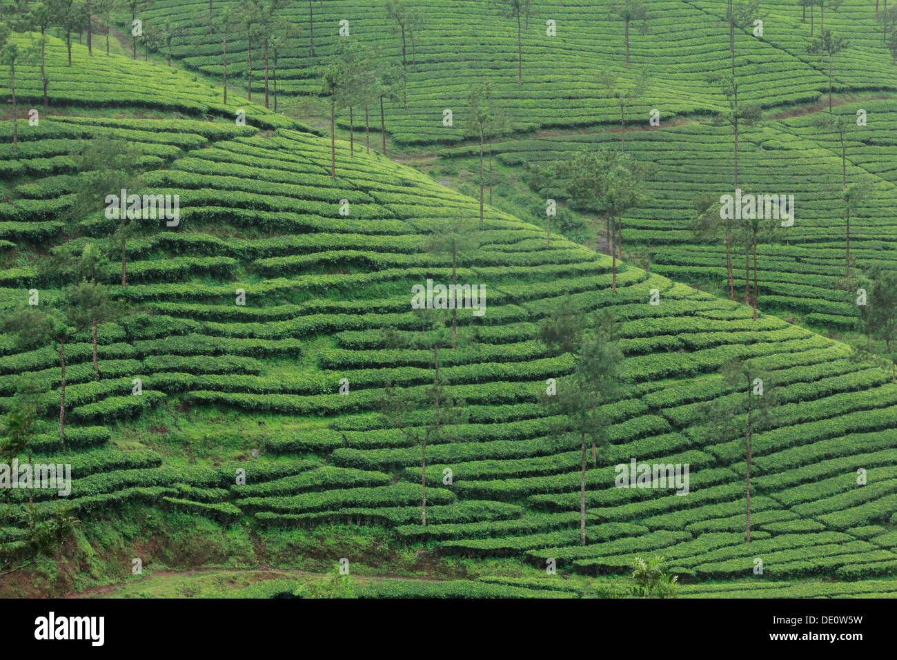 Kerala Gods Own Country Gavi