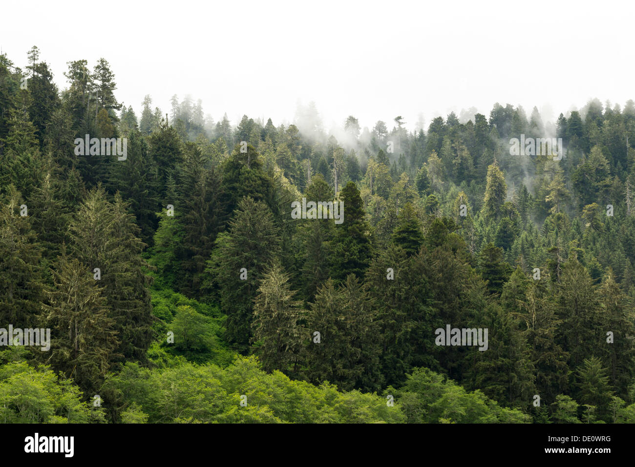 Foggy lush forest hi-res stock photography and images - Alamy