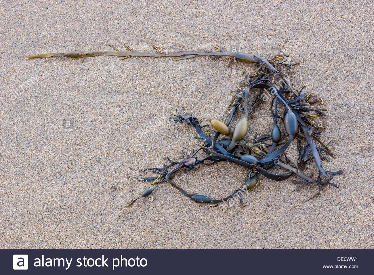 Fucus Vesiculosus Phaeophyceae High Resolution Stock Photography and ...