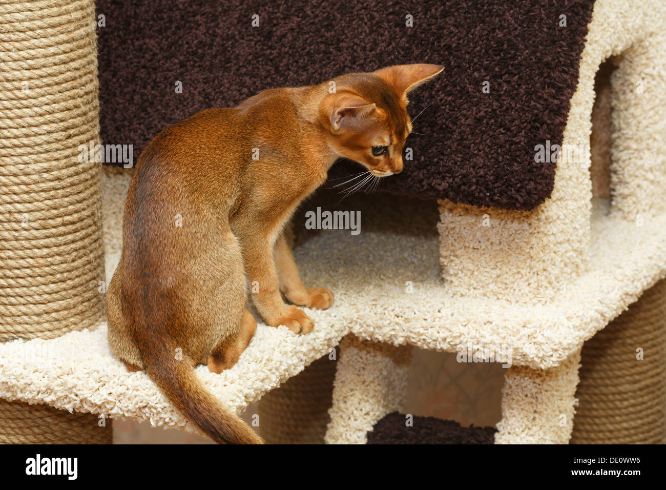 Abyssinian cat hi-res stock photography and images - Alamy