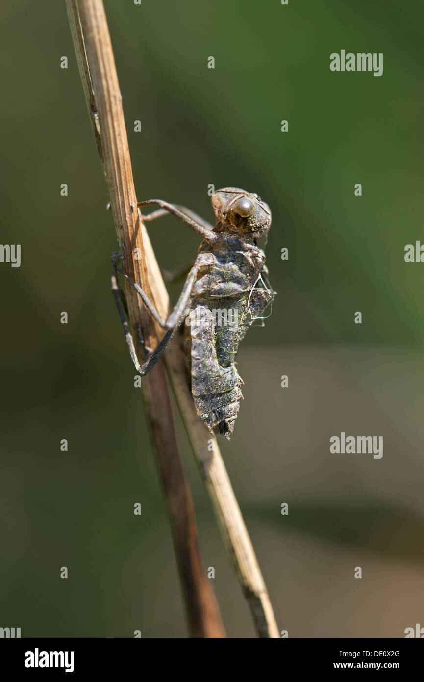 Exuviae (empty larval case) of a Spotted Darter, Skimmer family ...