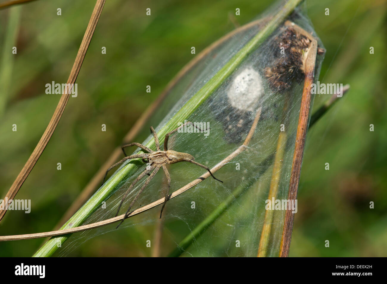 Female nursery web spider Pisaura mirabilis (Nursery web spider family ...