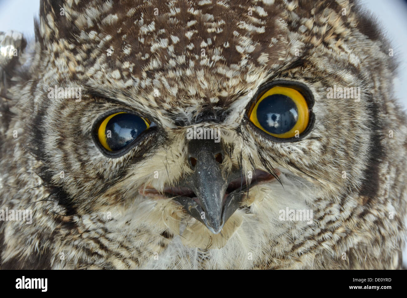 Cape eagle owl bubo capensis hi-res stock photography and images - Alamy