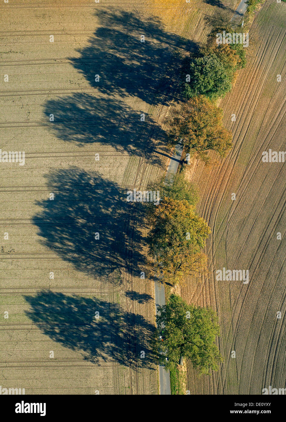 Shadowy trees hi-res stock photography and images - Alamy