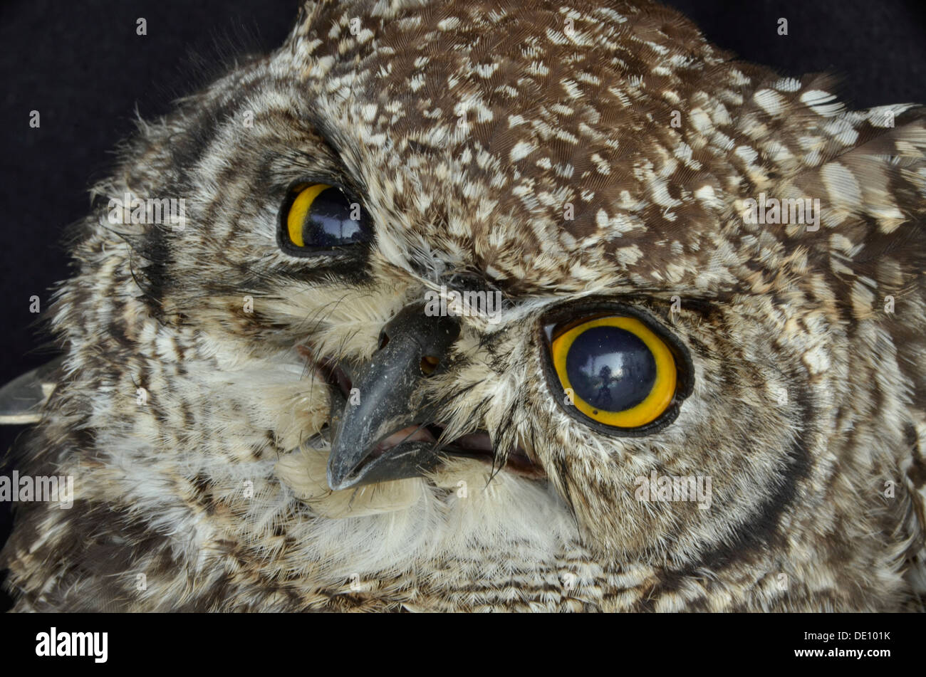 Cape eagle owl bubo capensis hi-res stock photography and images - Alamy