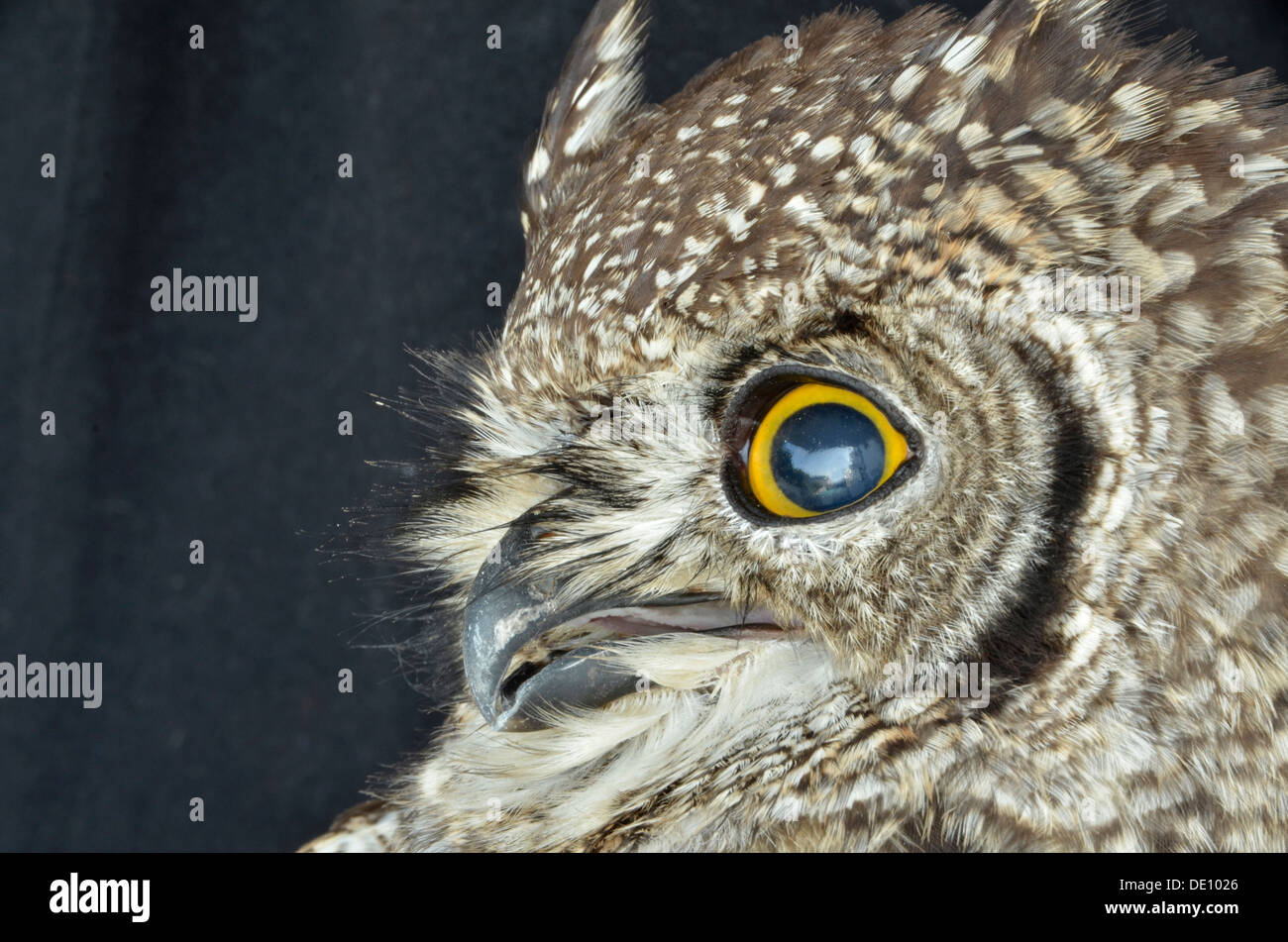 Cape eagle owl bubo capensis hi-res stock photography and images - Alamy
