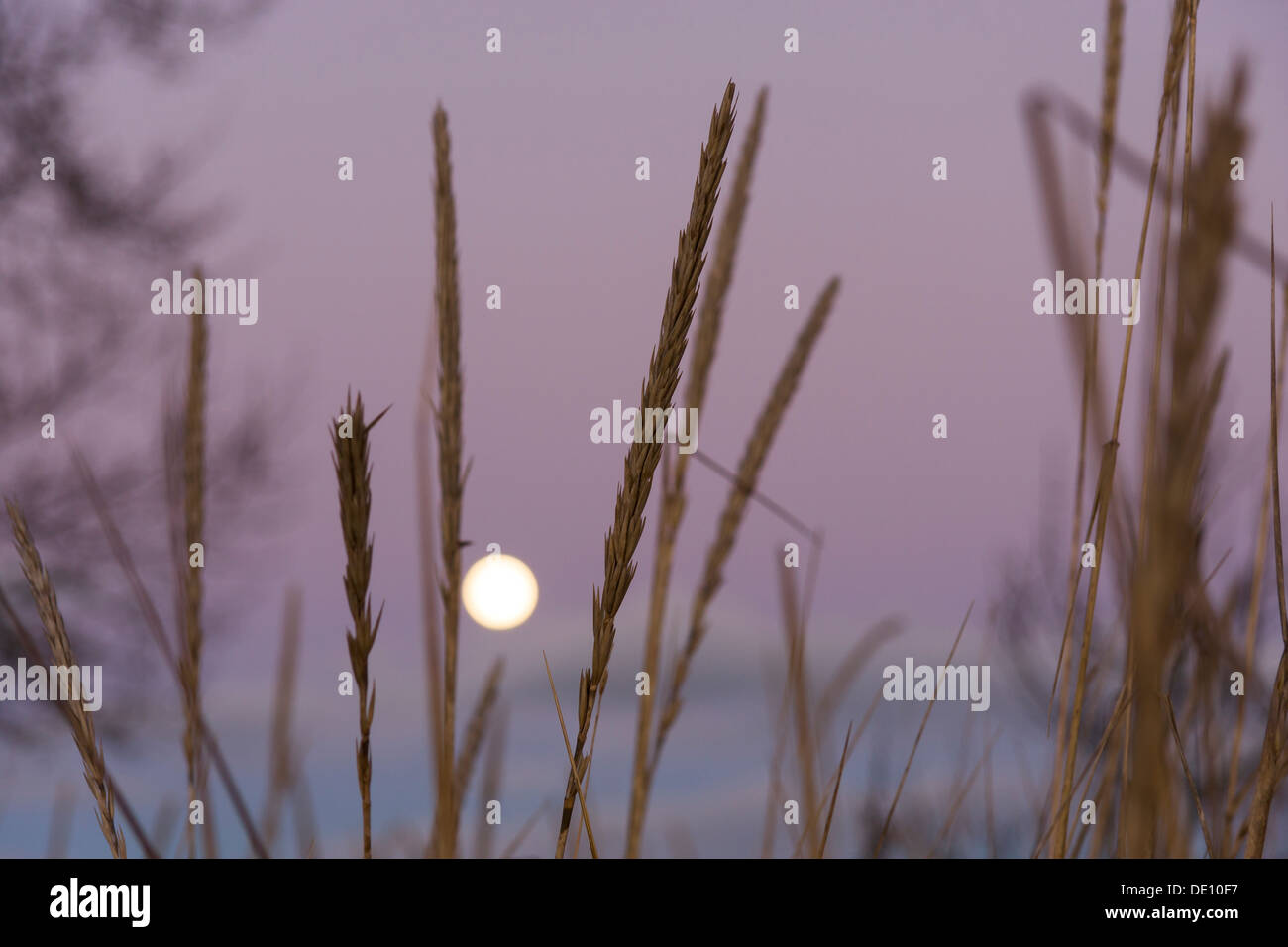 Moon and straws Stock Photo - Alamy