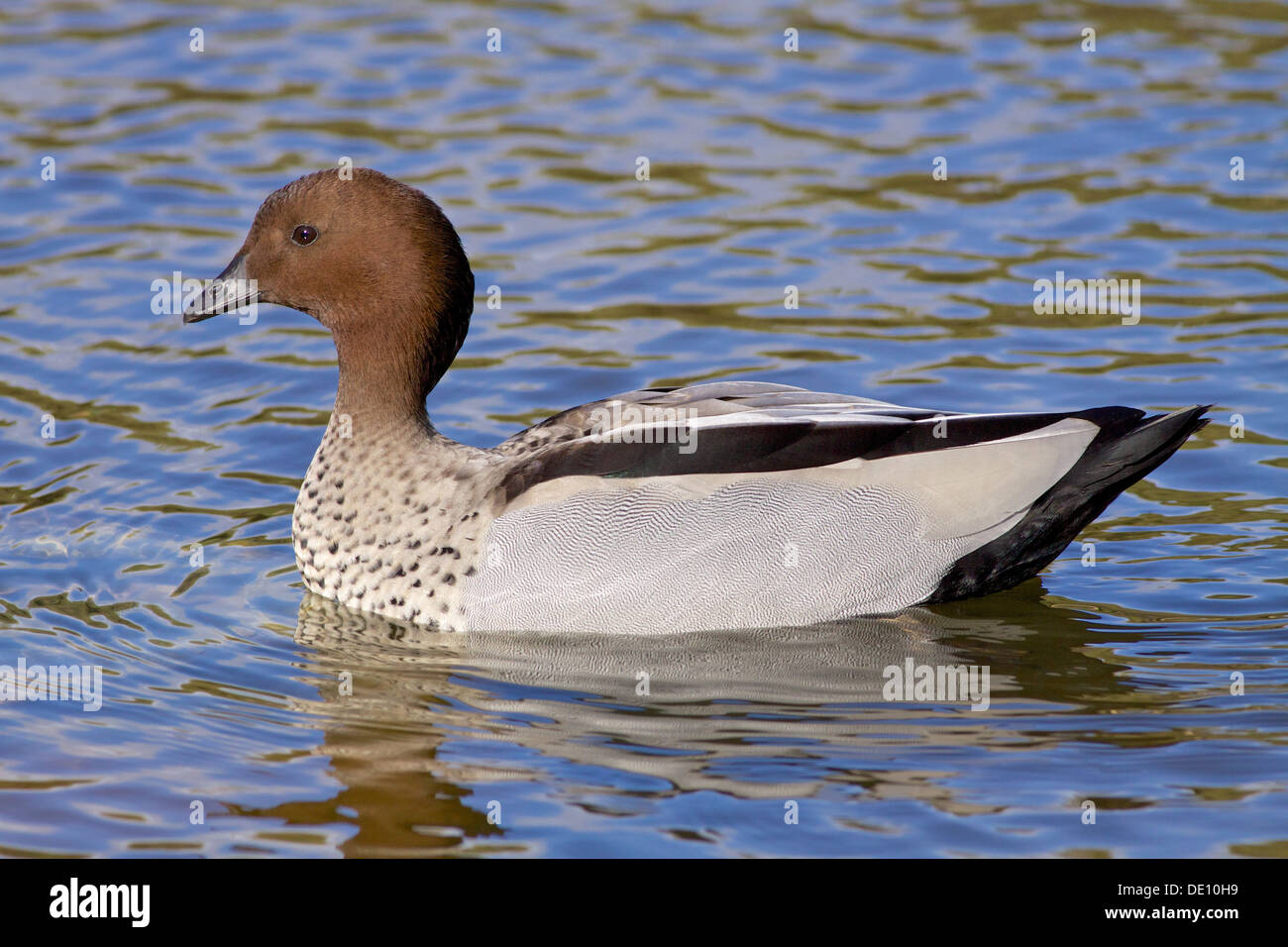 Australian wood duck hi-res stock photography and images - Alamy