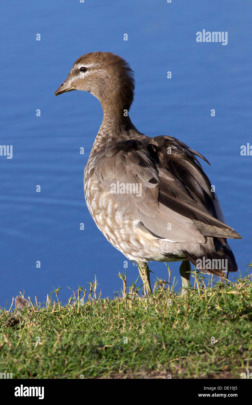 Australian wood duck hi-res stock photography and images - Alamy