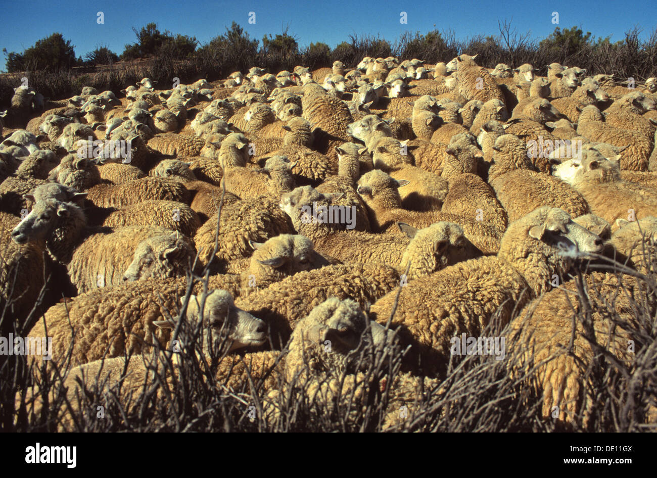 Sheep in a farm in the Andes region of Bolivia Stock Photo - Alamy